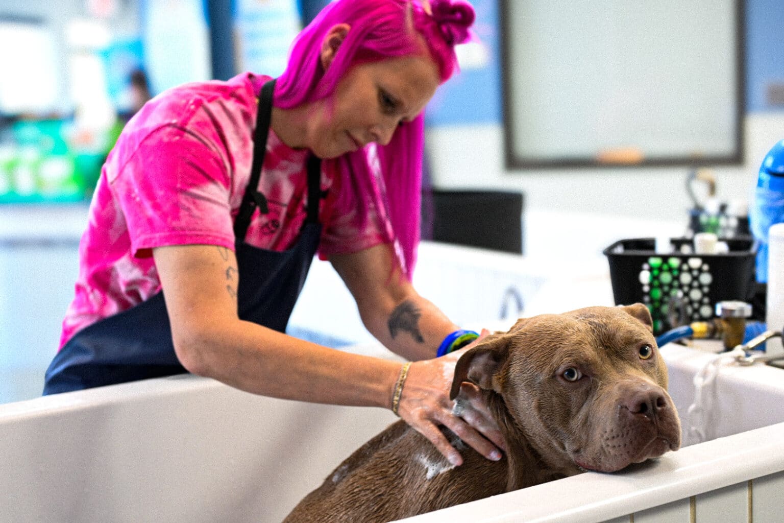 Scrubbers Dog Wash – Pets Get Dirty. We Clean Them Up.